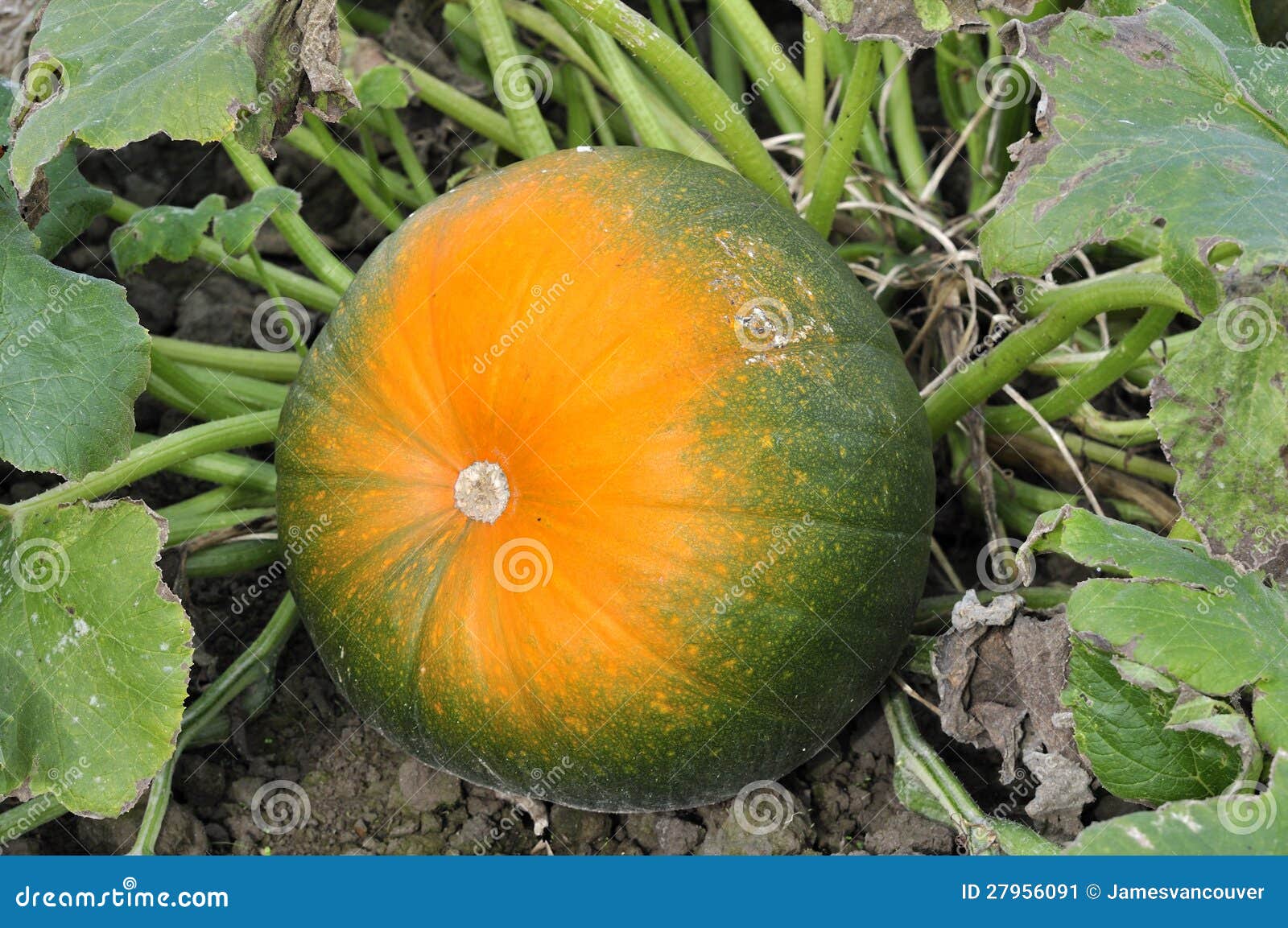 Pumpkin is Half Ripe in the Field Stock Image - Image of micro, pumpkin ...