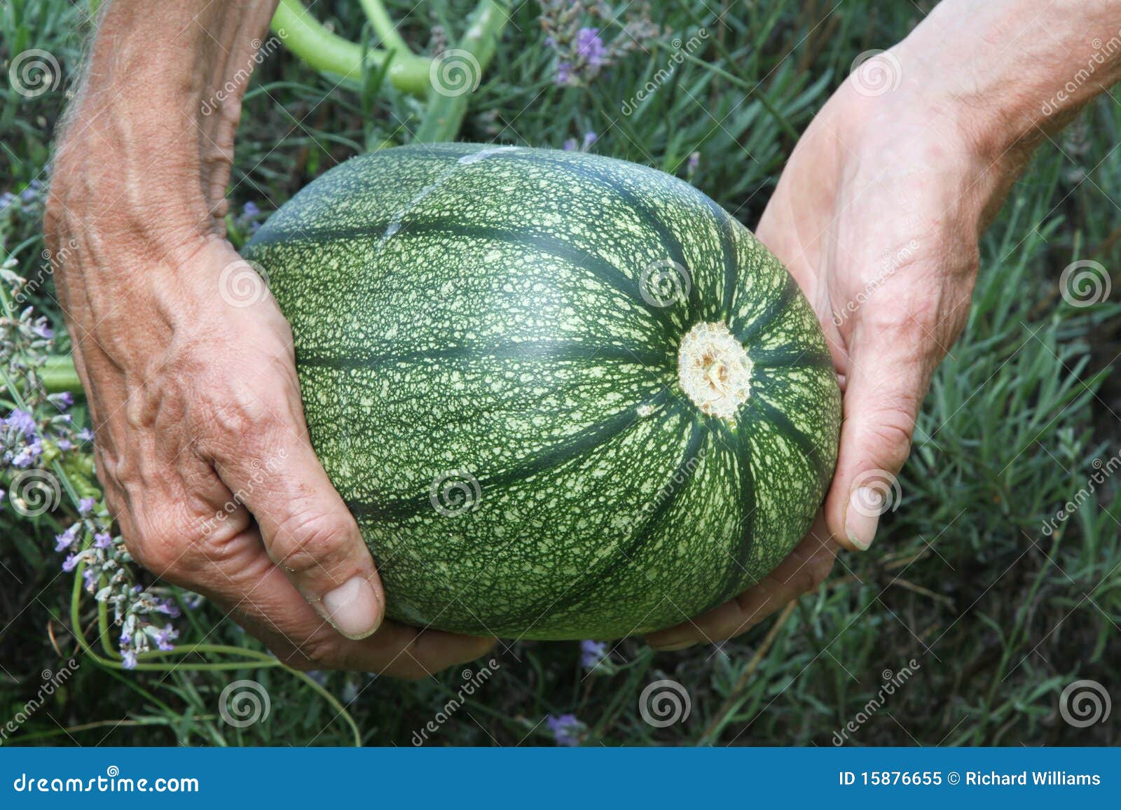 Pumpkin in hands. stock image. Image of gardening, healthy - 15876655
