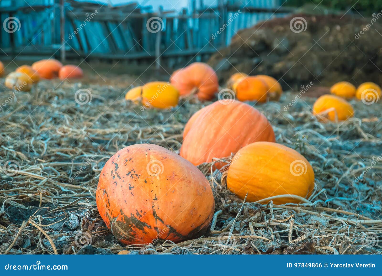 Pumpkin harvest at evening stock photo. Image of orange - 97849866