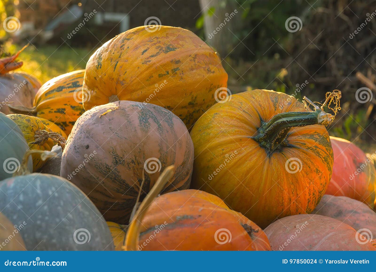 Pumpkin harvest at evening stock photo. Image of group - 97850024