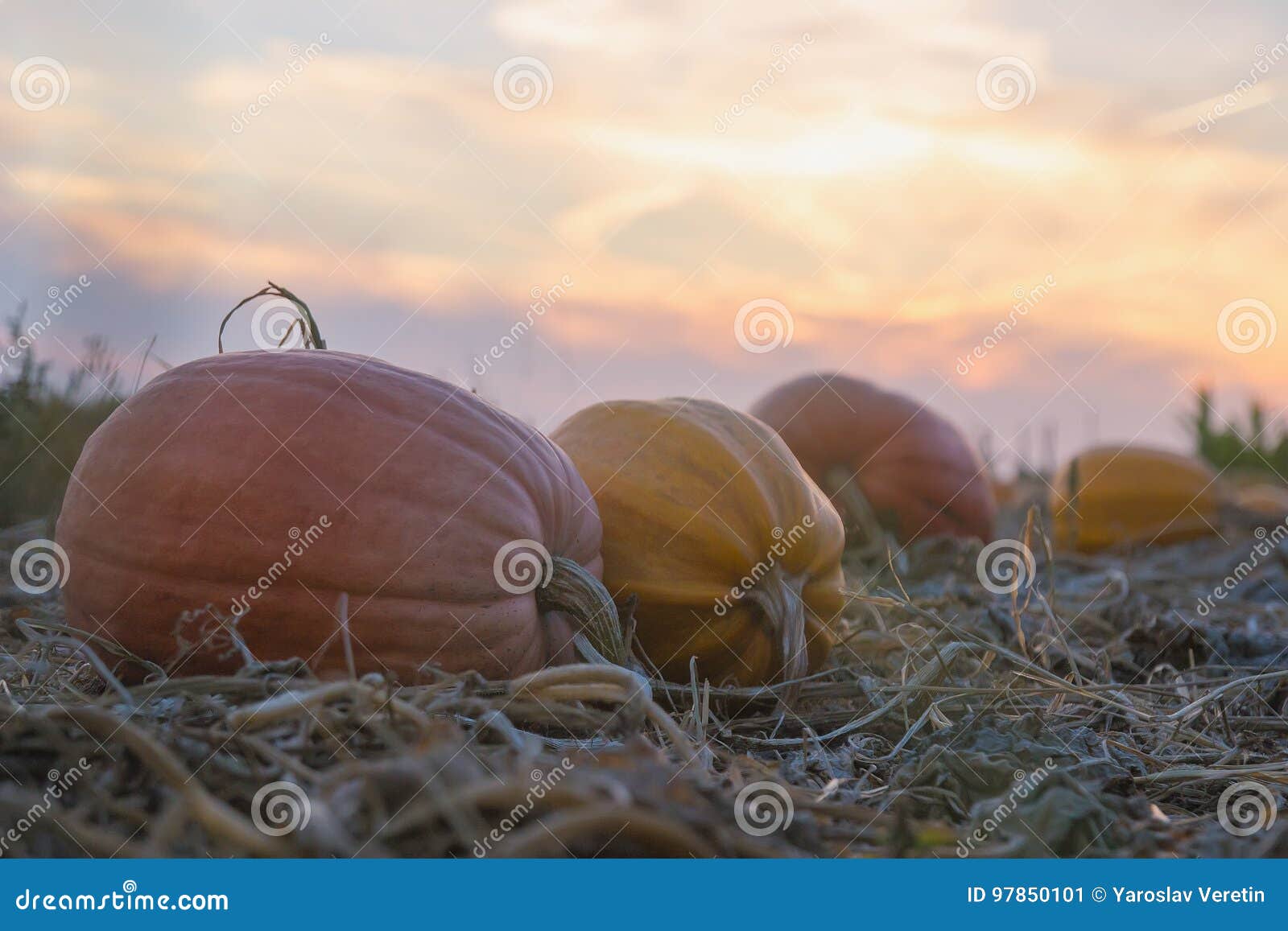 Pumpkin harvest at evening stock image. Image of crop - 97850101