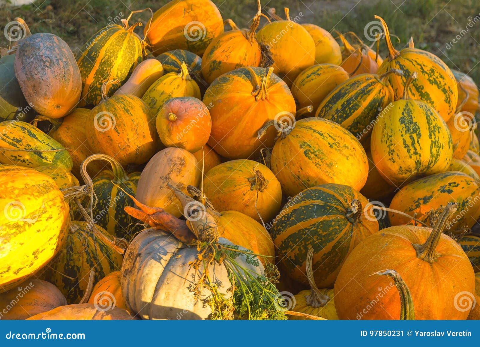 Pumpkin harvest at evening stock image. Image of healthy - 97850231