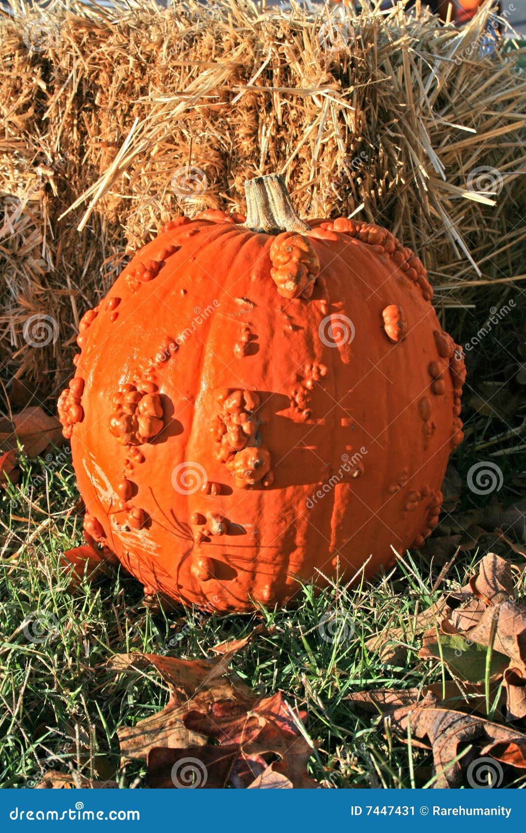 Pumpkin & Hay stock image. Image of ripe, agriculture - 7447431