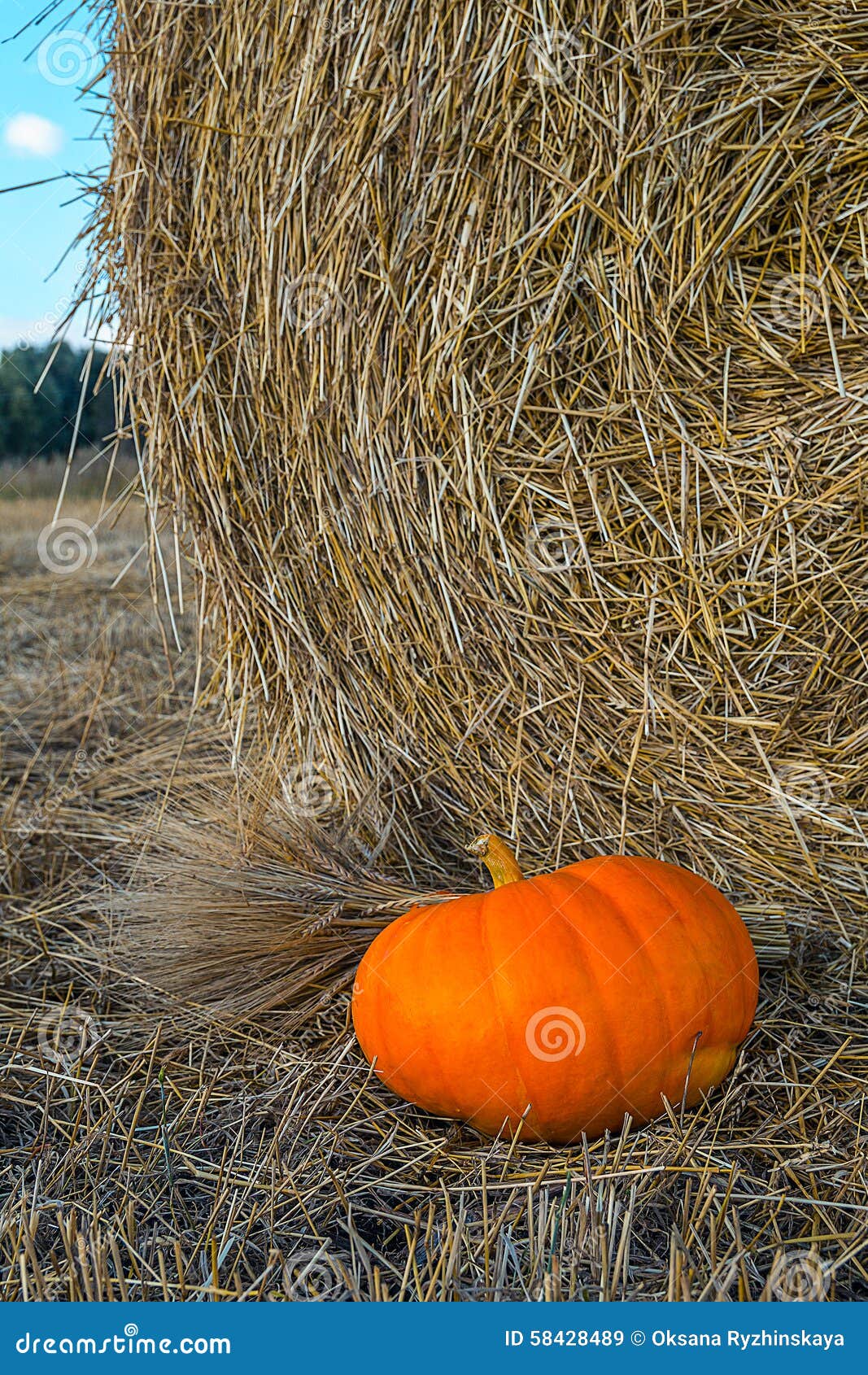 Pumpkin in the hay stock image. Image of harvest, space - 58428489