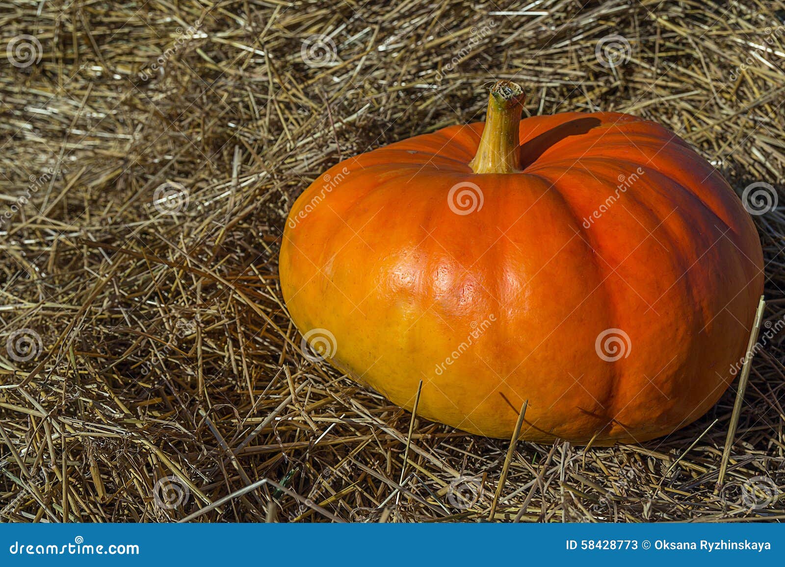 Pumpkin in the hay stock image. Image of autumn, squash - 58428773