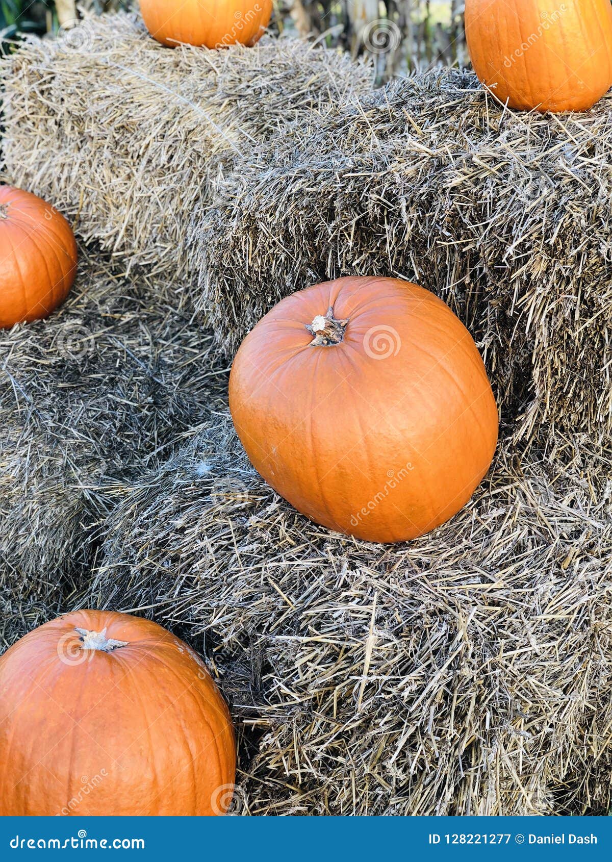 Pumpkin on hay stack stock image. Image of food, field - 128221277