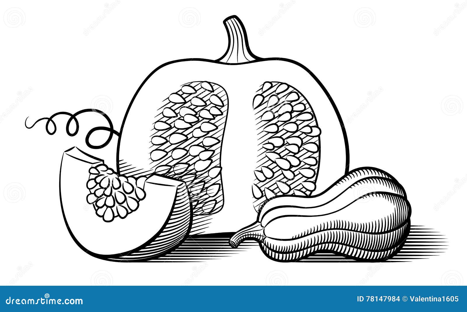 Pumpkin Illustration. Outline Stock Vector - Illustration of farming ...