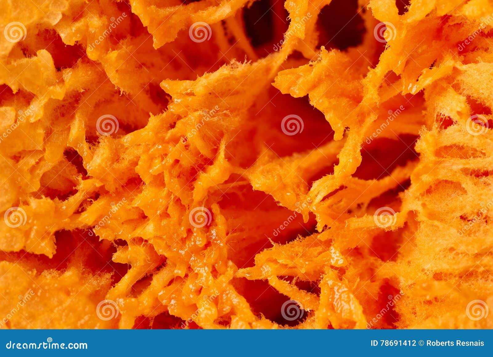 Pumpkin inside texture. stock photo. Image of selective - 78691412