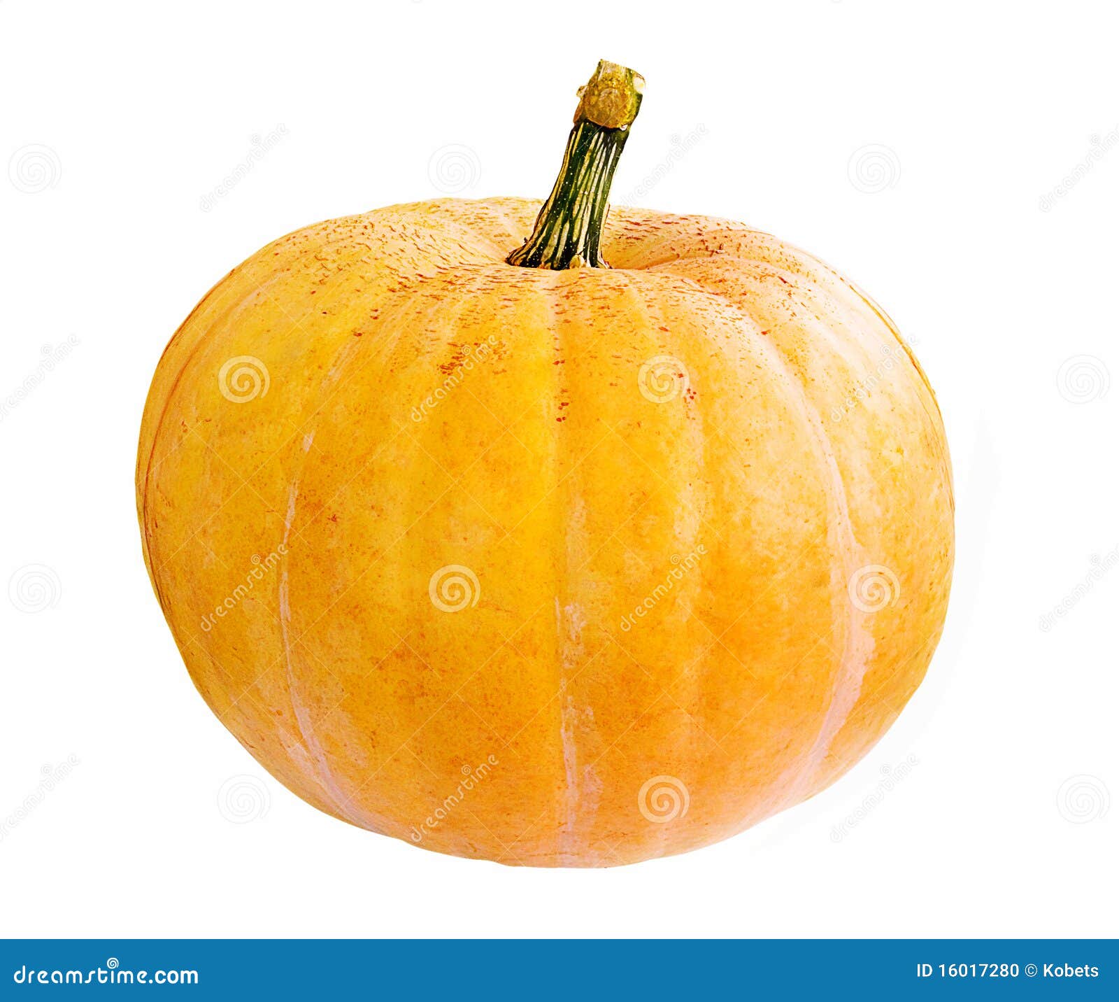 Pumpkin isolated on white stock photo. Image of isolated - 16017280