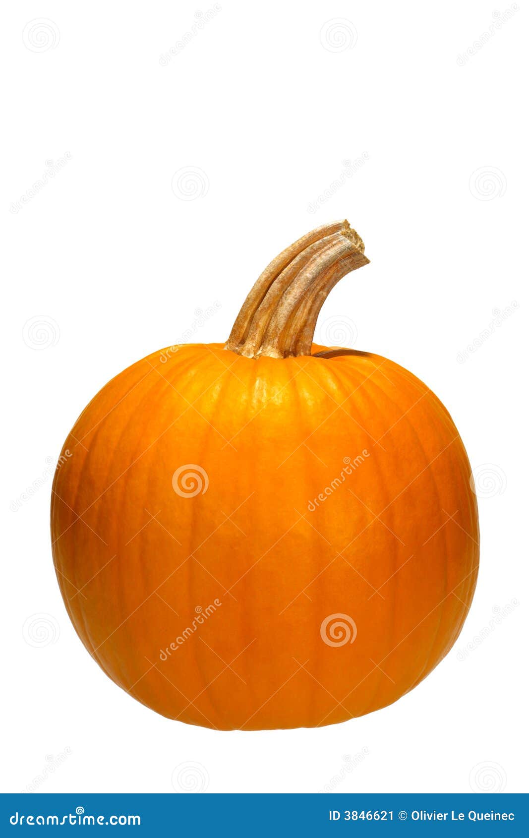 Pumpkin Isolated on White stock image. Image of round - 3846621