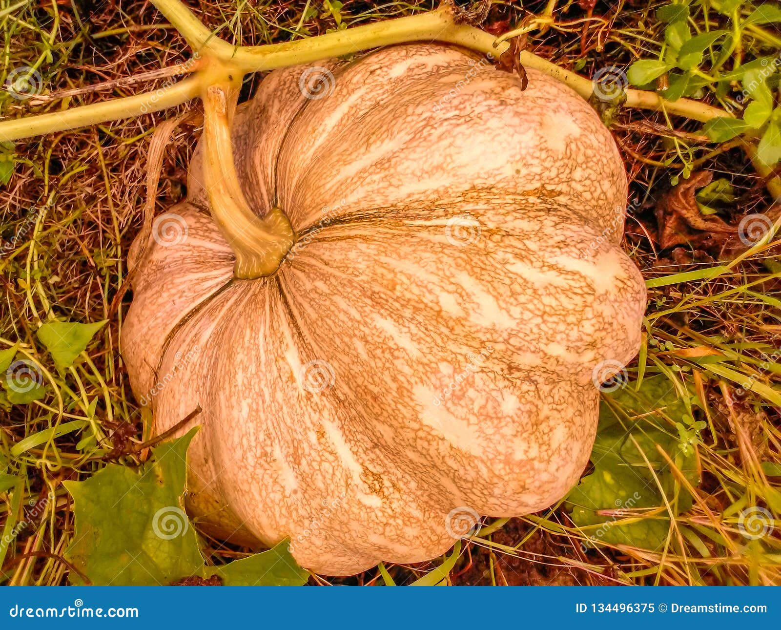 Large pumpkin garden stock image. Image of market, crop - 134496375