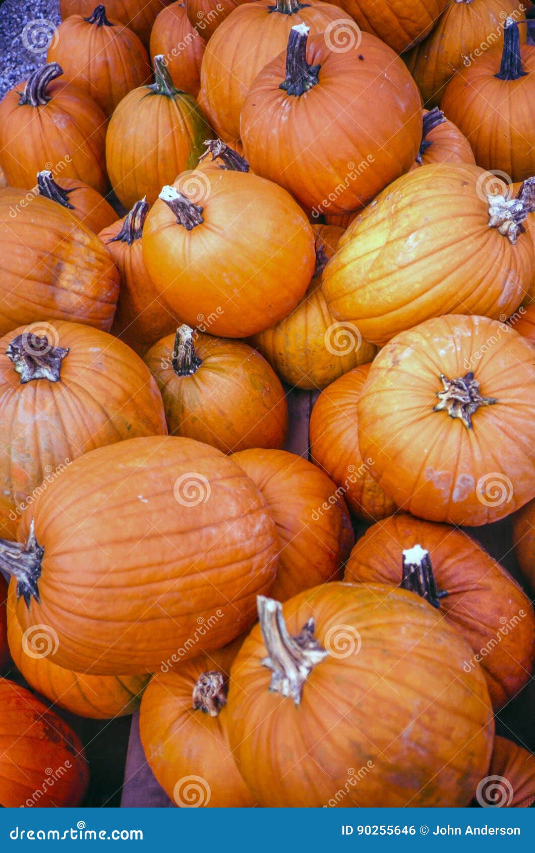 Pumpkin large stack stock photo. Image of squash, autumn - 90255646