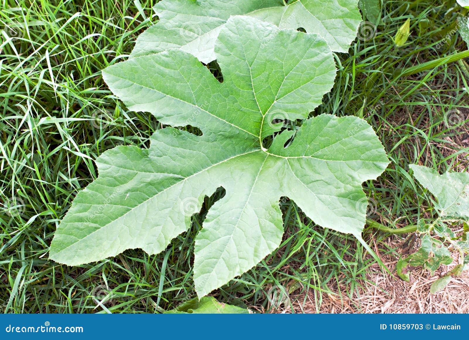 Pumpkin Leaf Stock Photos - Image: 10859703