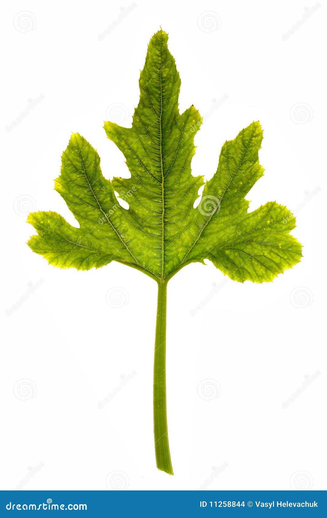 The Top Of Pumpkin Leaf.A Plant Climbing Along The Ground, Stem And ...