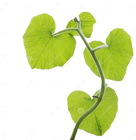 Pumpkin Leaf stock image. Image of green, white, design - 7865093