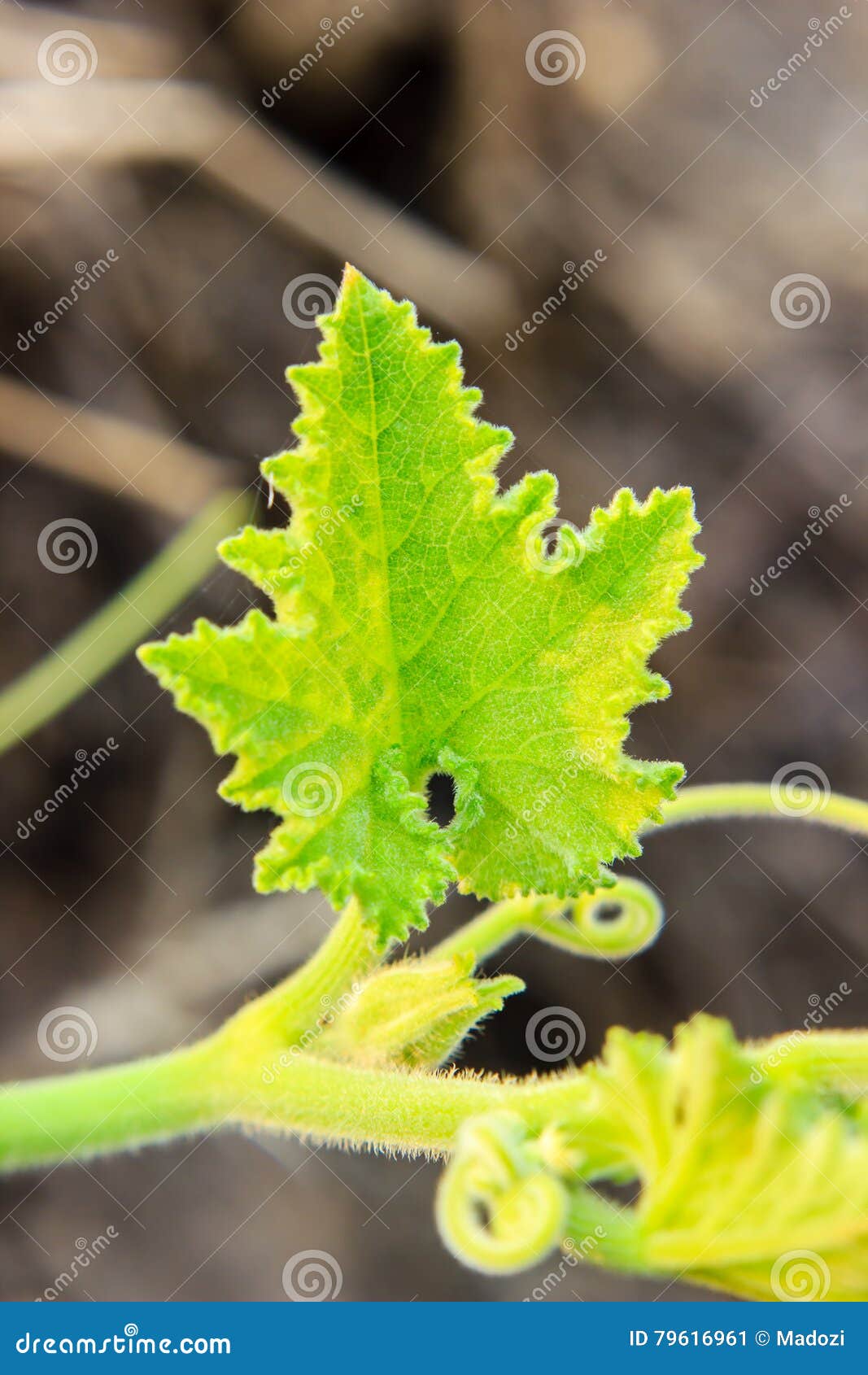 Pumpkin leaf stock image. Image of healthy, purity, foliage - 79616961