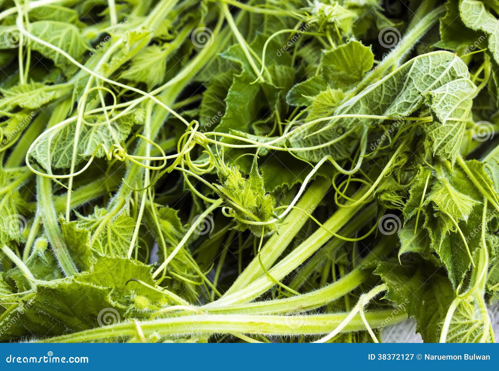 Pumpkin leaf stock image. Image of market, pumpkin, vegetable - 38372127