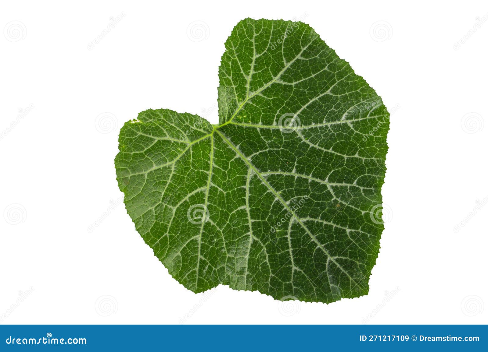Pumpkin Leaves Isolated on a White Background Stock Image - Image of ...