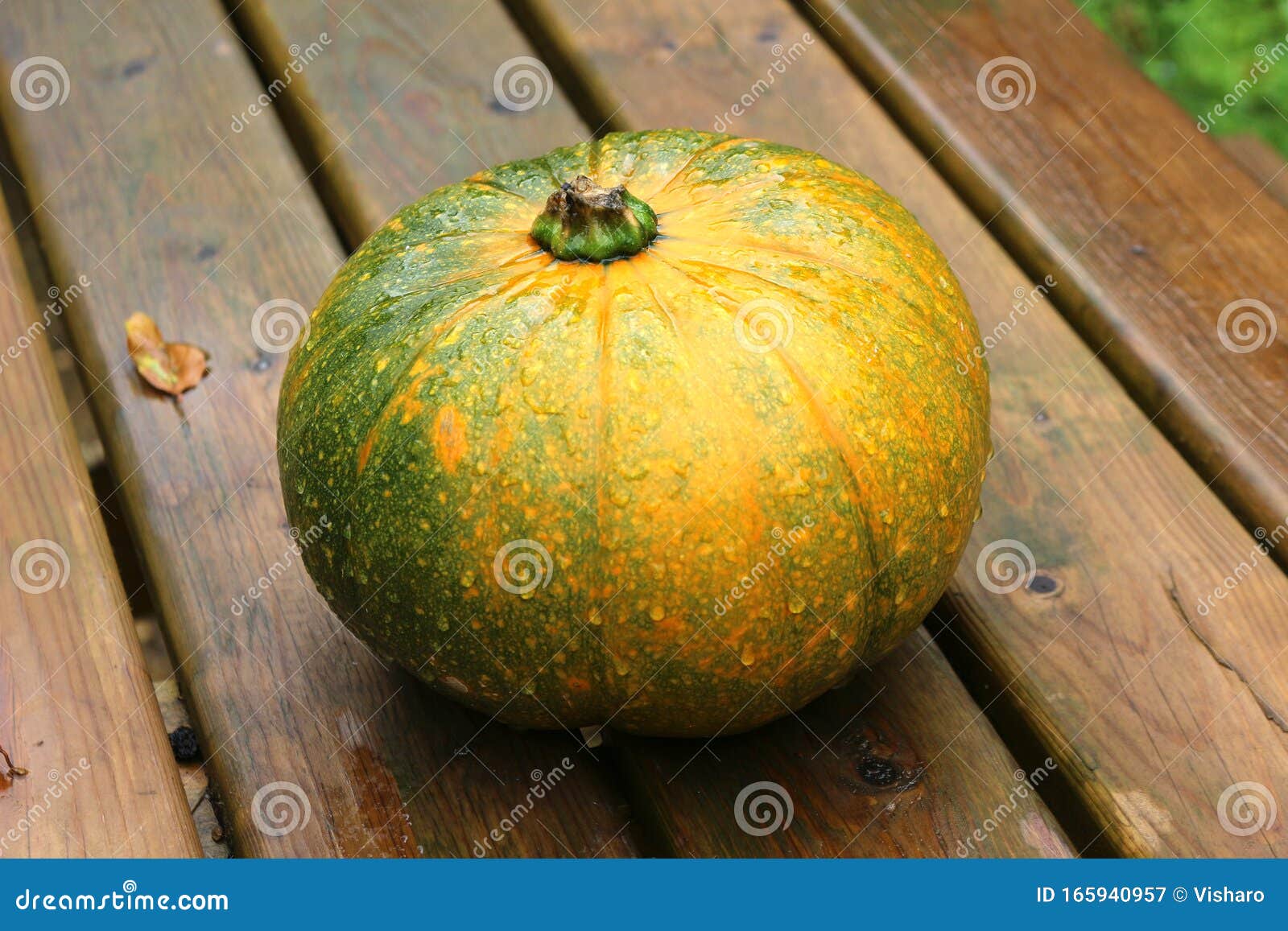 Pumpkin in the Rain stock image. Image of fall, halloween - 165940957