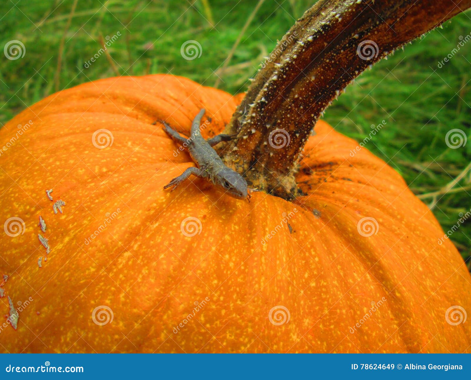 Pumpkin stock image. Image of little, pumpkin, lizard - 78624649