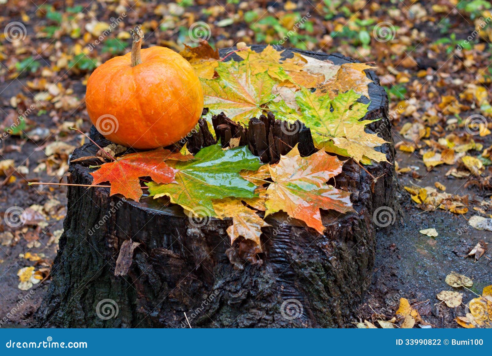 Pumpkin and Maple Leaves in Autumn Forest on Stump Stock Photo - Image ...