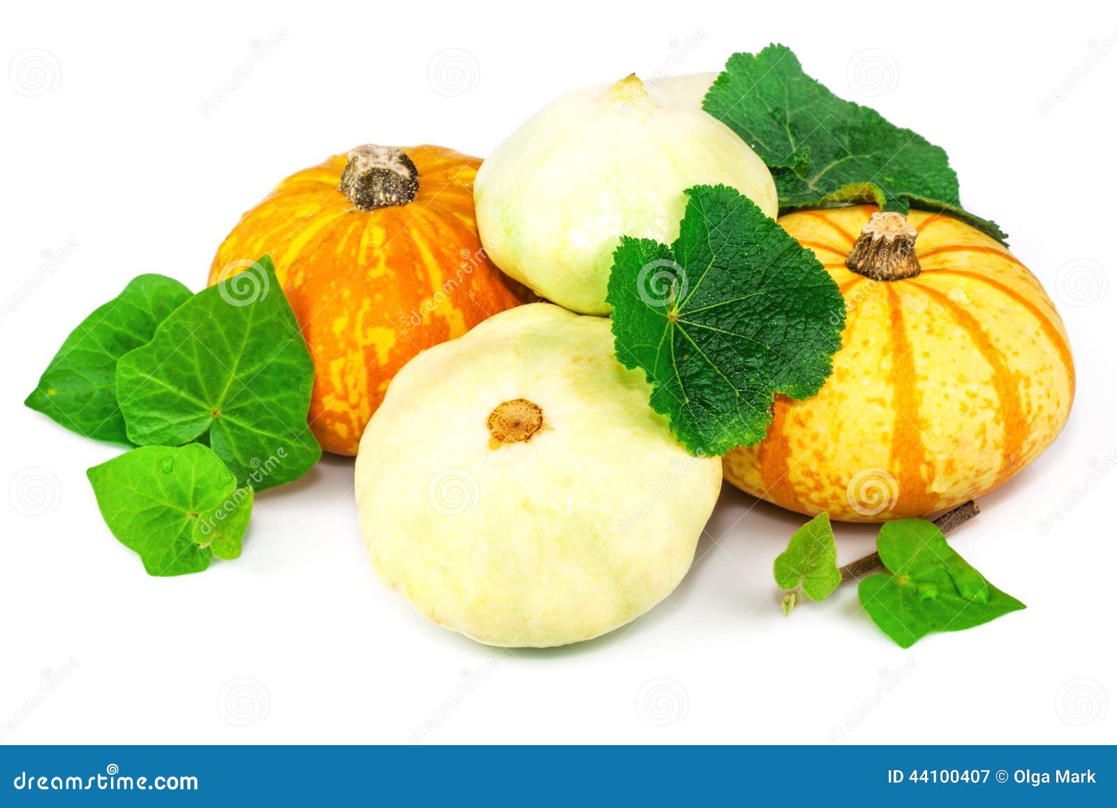 Pumpkin and Marrow with Leaves Stock Image - Image of flora, floral ...