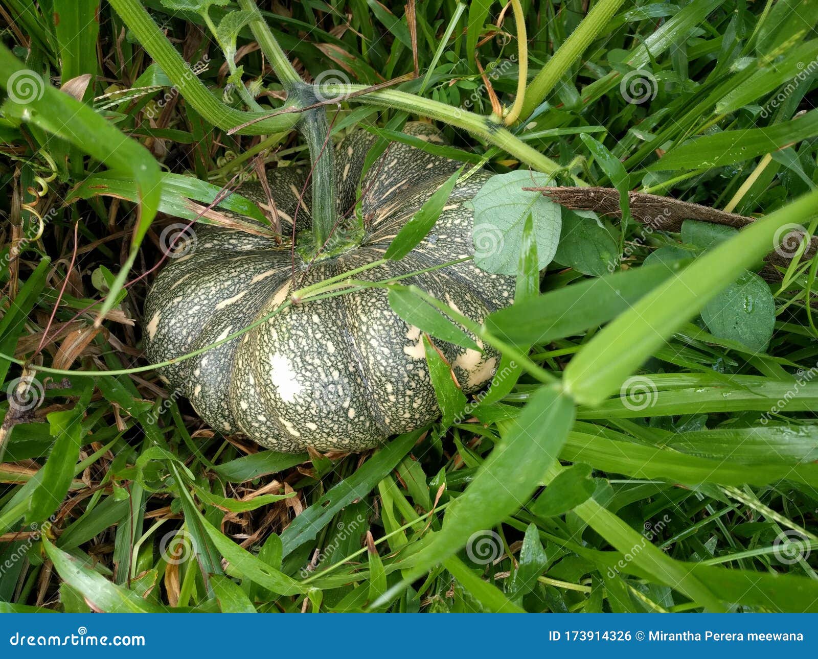 Pumpkin in my gurden stock photo. Image of gurden, mira - 173914326