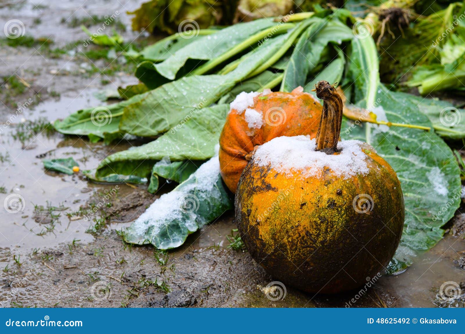 Pumpkin Outdoor in the Winter Stock Photo - Image of leaf, winter: 48625492