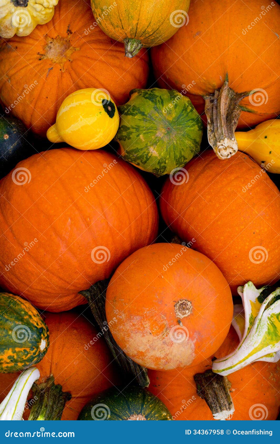 Pumpkin stock photo. Image of orange, white, season, pumpkin - 34367958