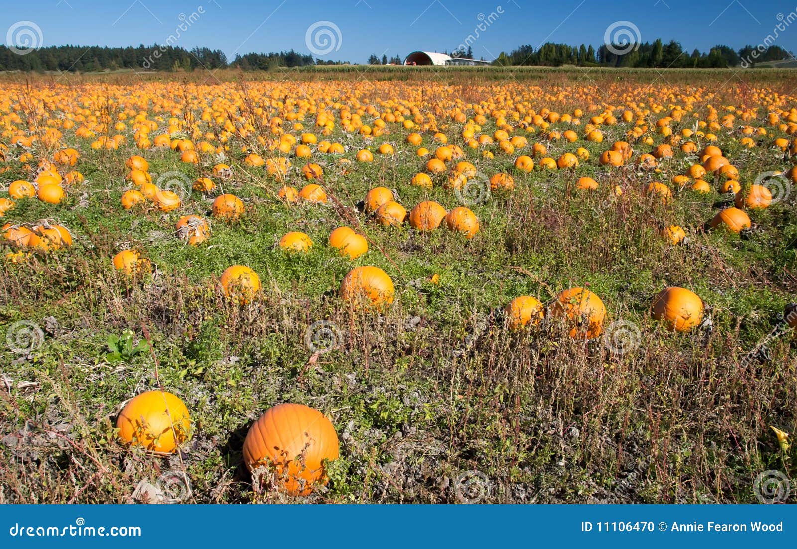 Pumpkin patch stock photo. Image of dessert, farming - 11106470