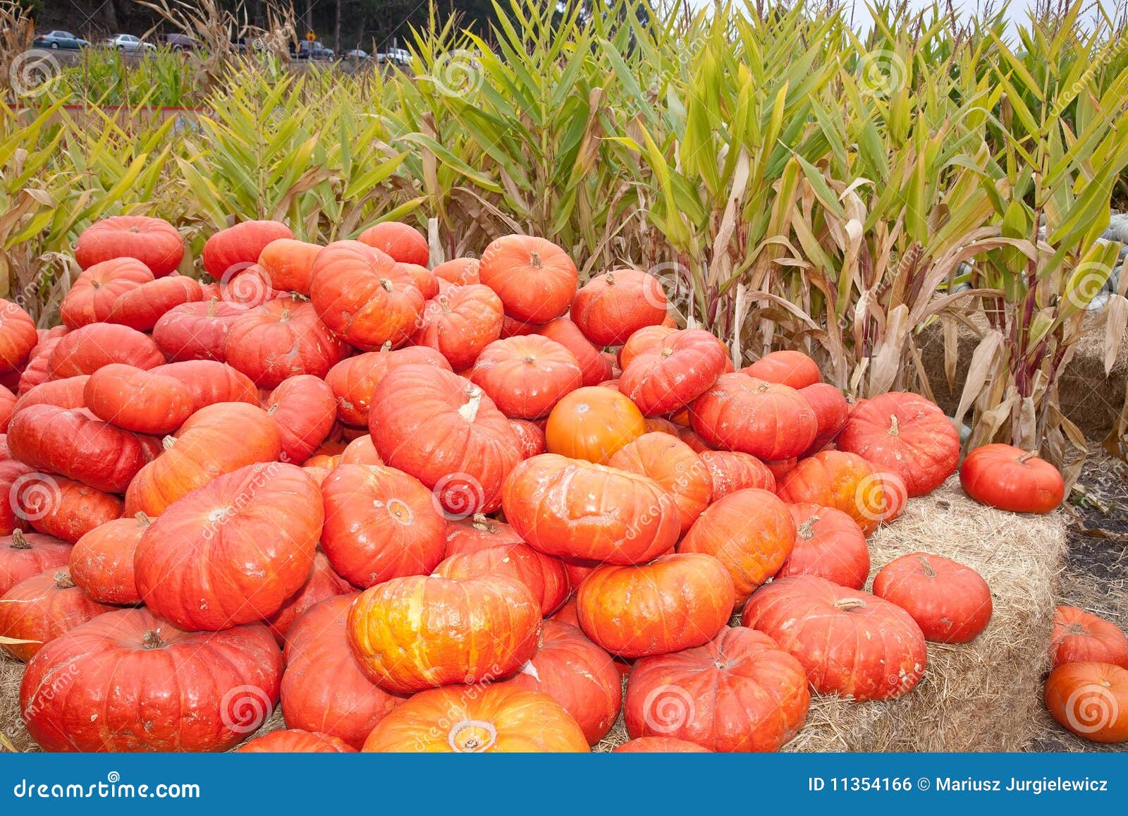 Pumpkin Patch stock photo. Image of round, orange, october - 11354166