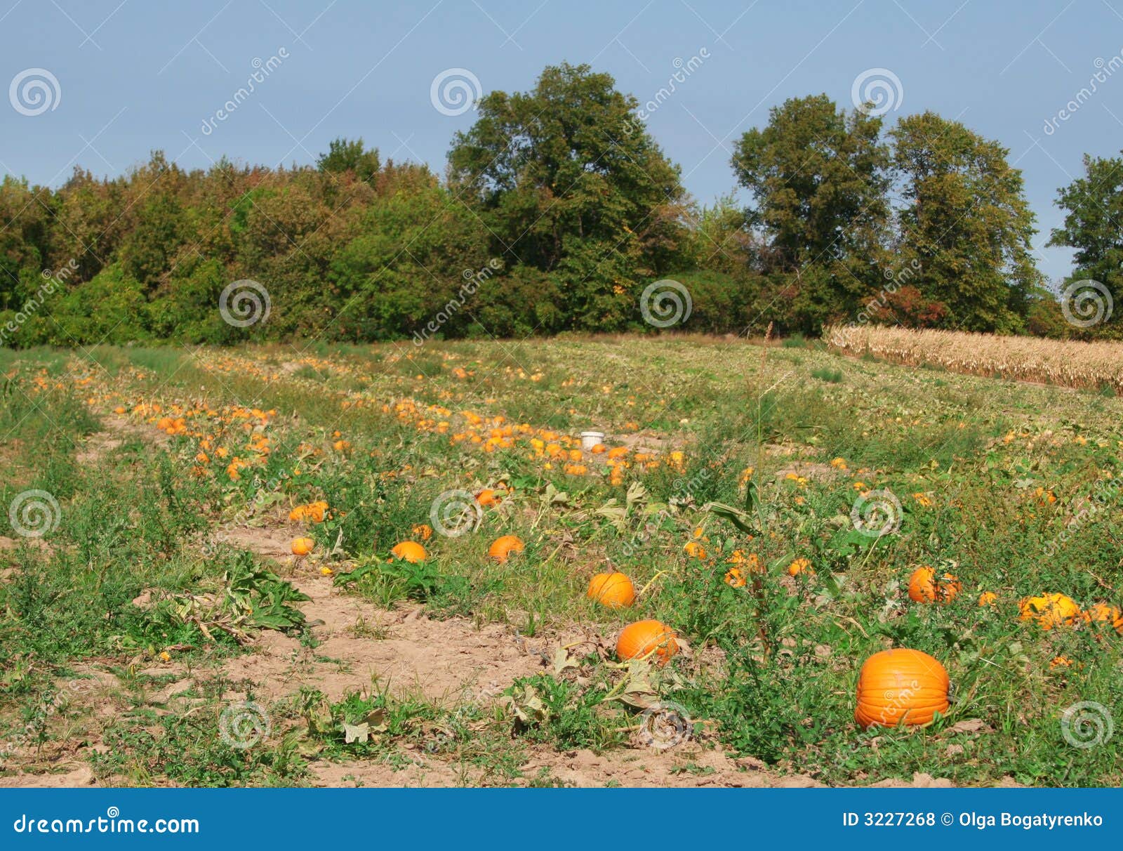 Pumpkin Patch stock photo. Image of crop, field, pumpkin - 3227268