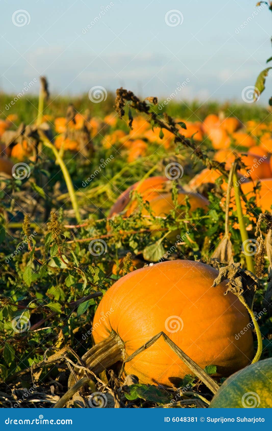 Pumpkin patch stock image. Image of november, beautiful - 6048381