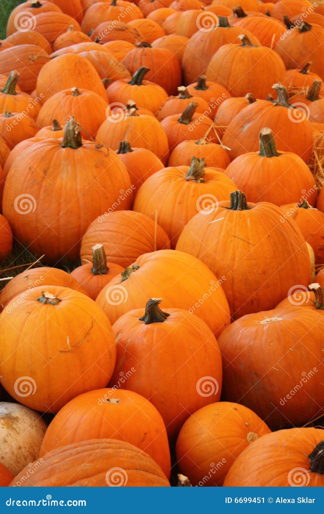 Pumpkin Patch stock image. Image of pumpkin, round, multiple - 6699451