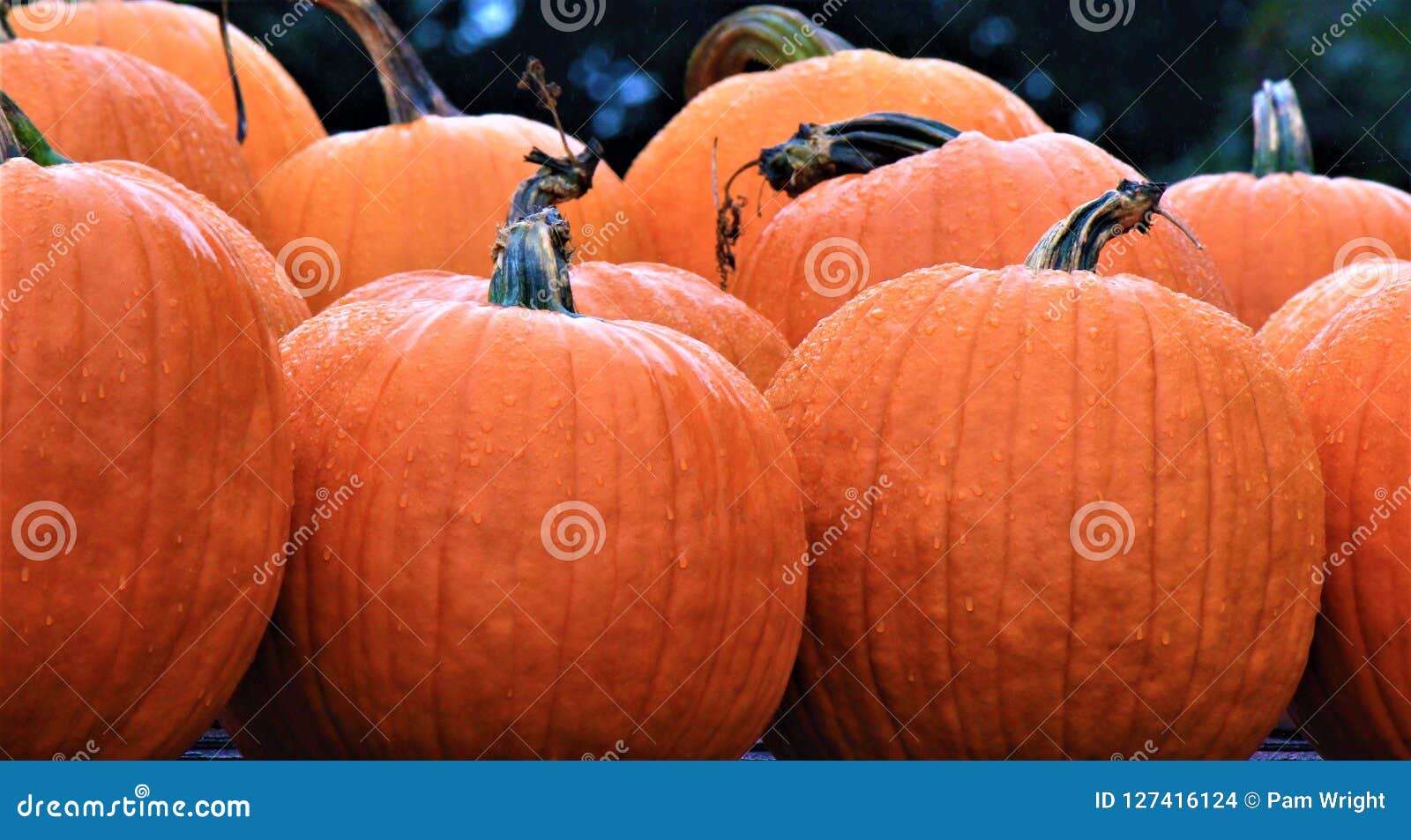 Pumpkin Patch after an Autumn Rain Stock Photo - Image of grouping ...