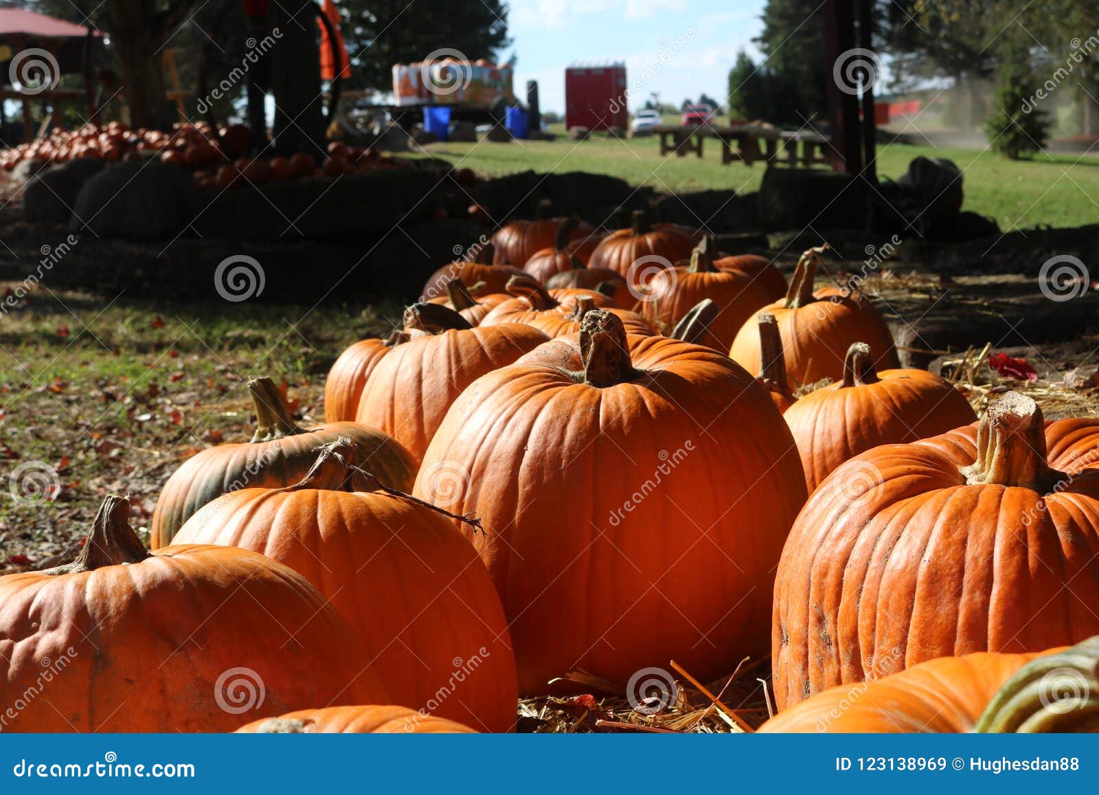 Pumpkin patch in autumn stock image. Image of cultivated - 123138969