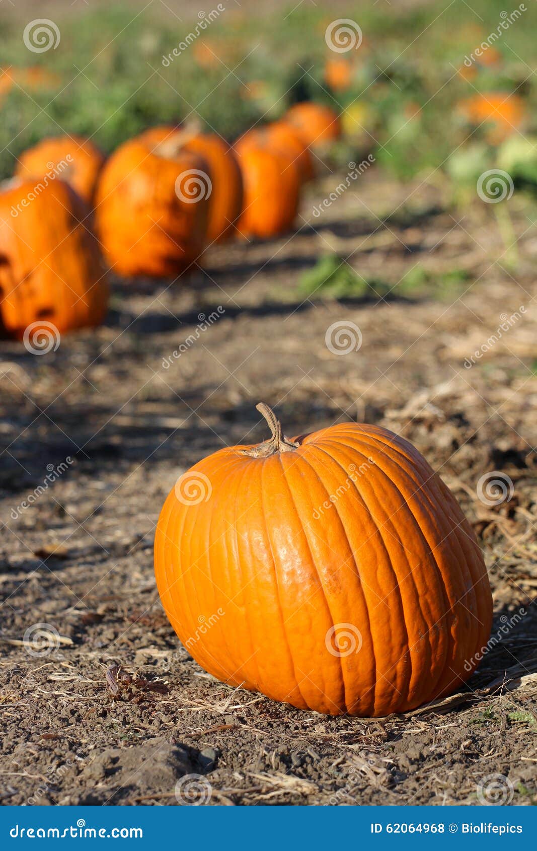Pumpkin patch background stock photo. Image of food, fall - 62064968