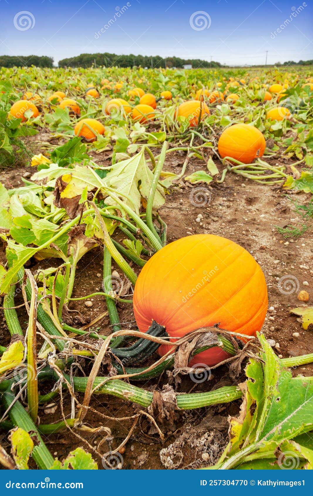 Pumpkin Patch with Close Up of Ripe Pumpkin Stock Photo - Image of ...