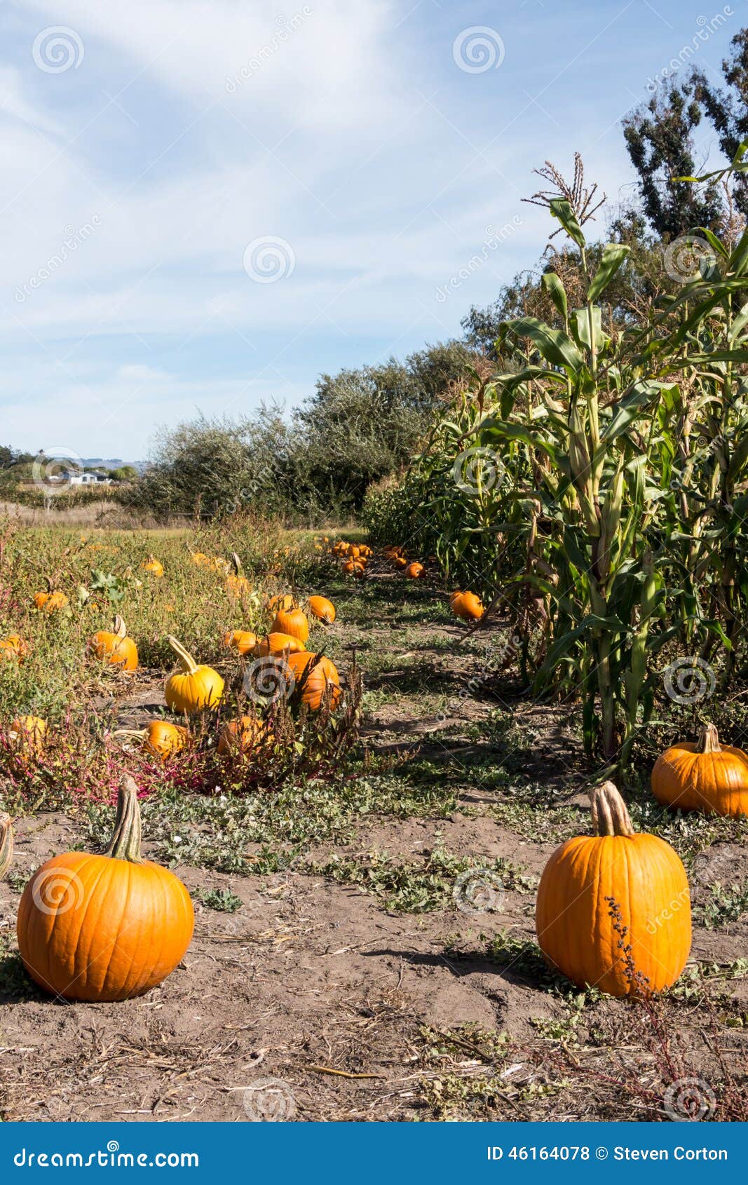 Pumpkin Patch and Corn Field Stock Photo - Image of agriculture, garden ...