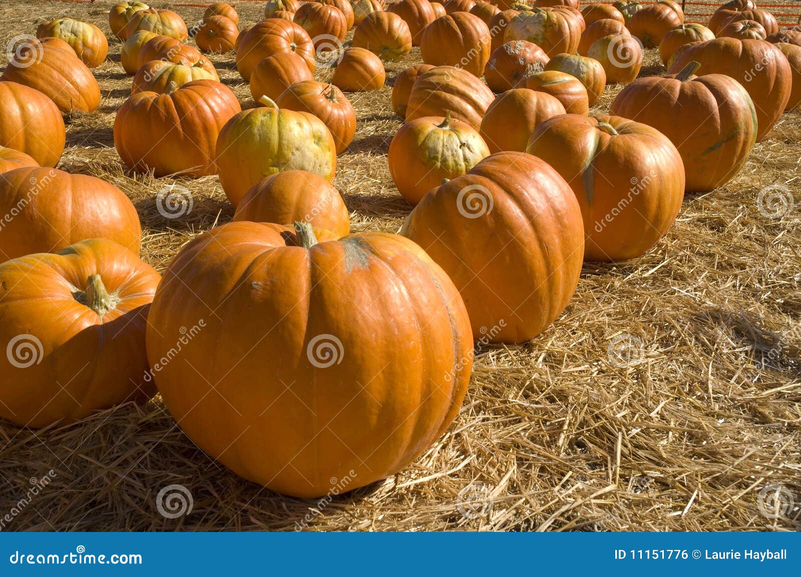 Pumpkin patch corner stock photo. Image of october, autumn - 11151776