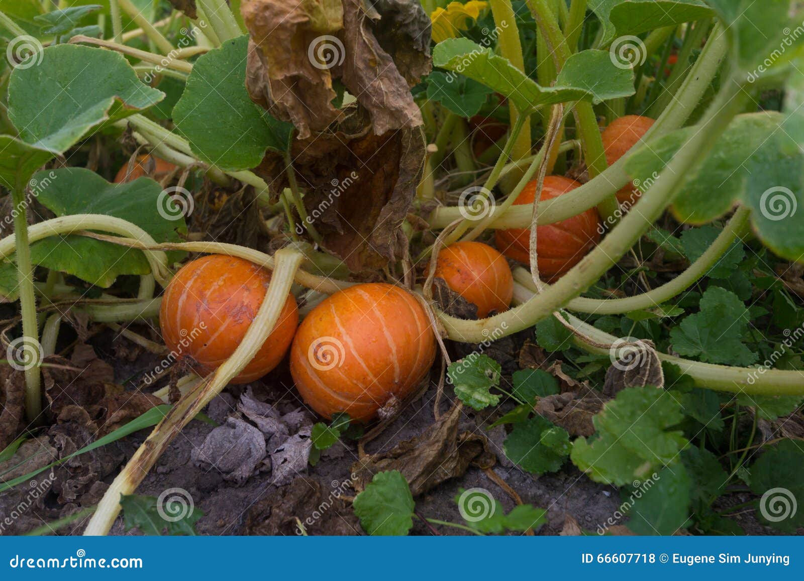 Pumpkin patch in a farm stock photo. Image of plant, nature - 66607718