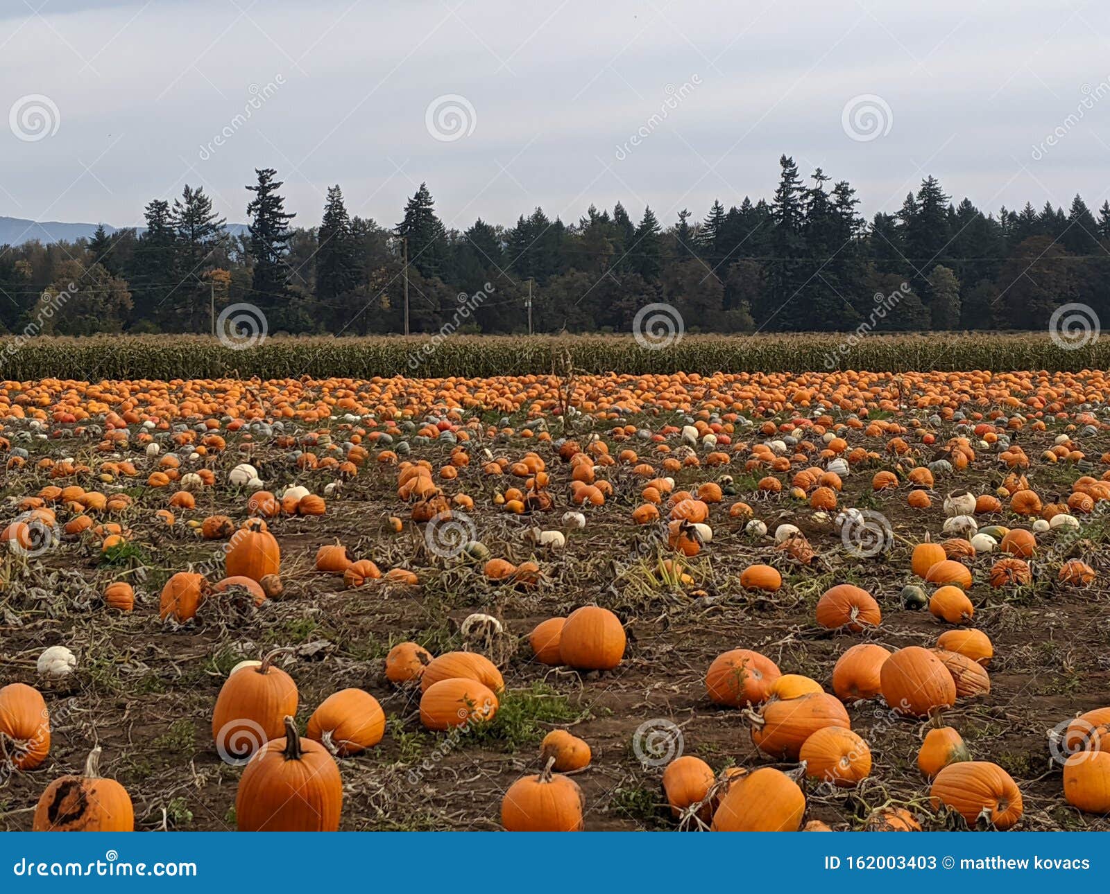 Pumpkin Patch Farm Fields stock image. Image of halloween - 162003403