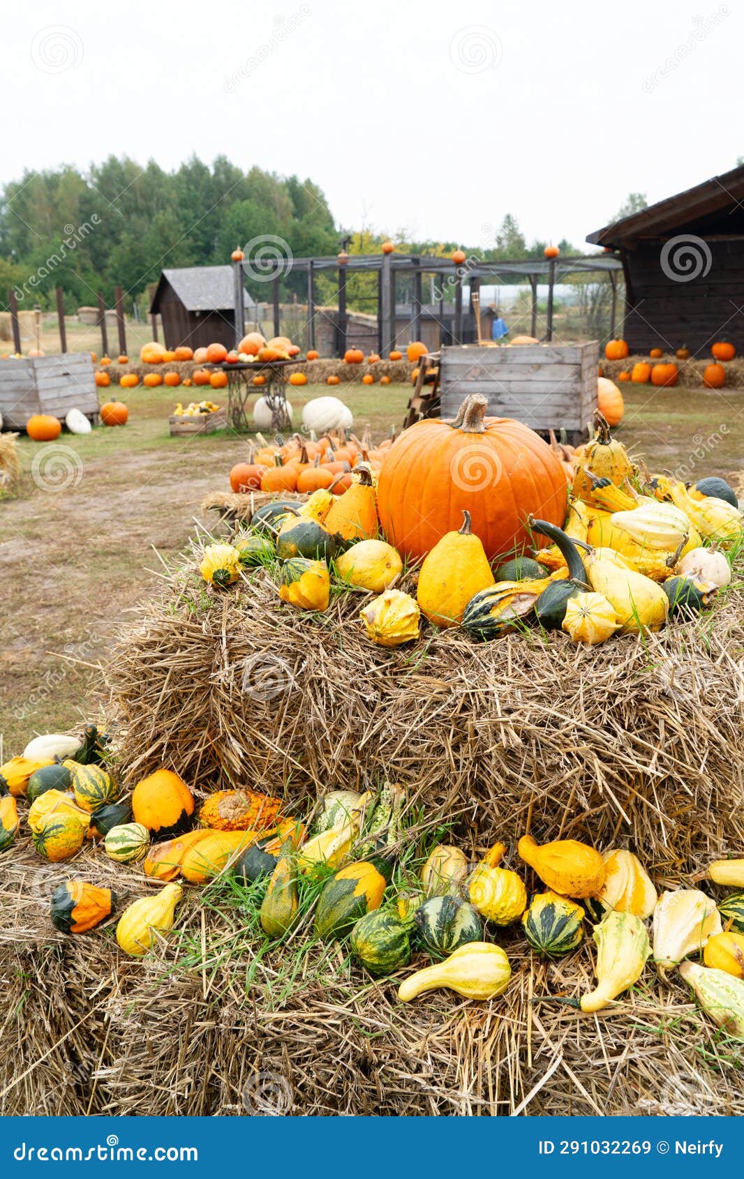Pumpkin patch at farm stock image. Image of preparation - 291032269