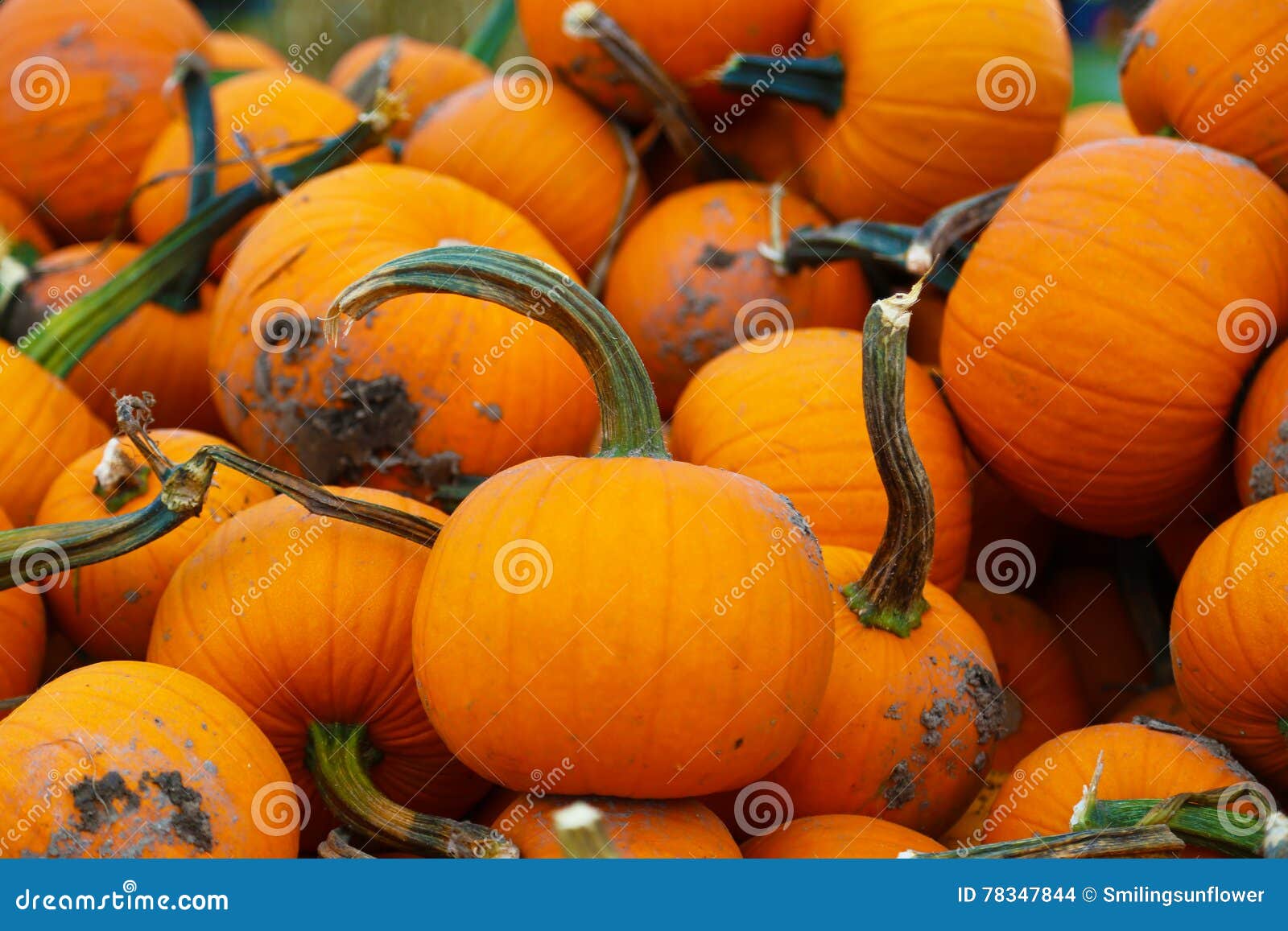 Pumpkin Patch at a Farm stock photo. Image of outdoors - 78347844