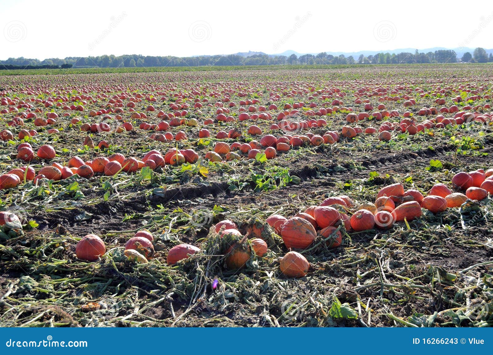 Pumpkin Patch Field stock image. Image of field, color - 16266243