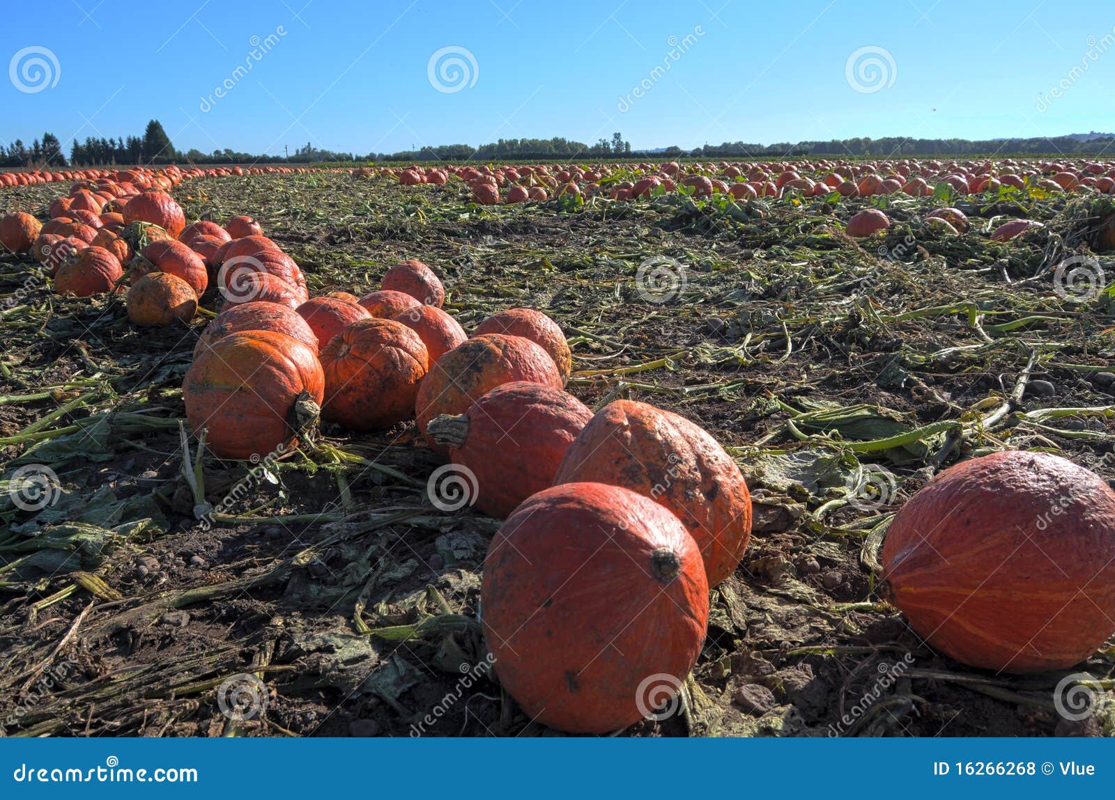Pumpkin Patch Field stock photo. Image of field, beautiful - 16266268