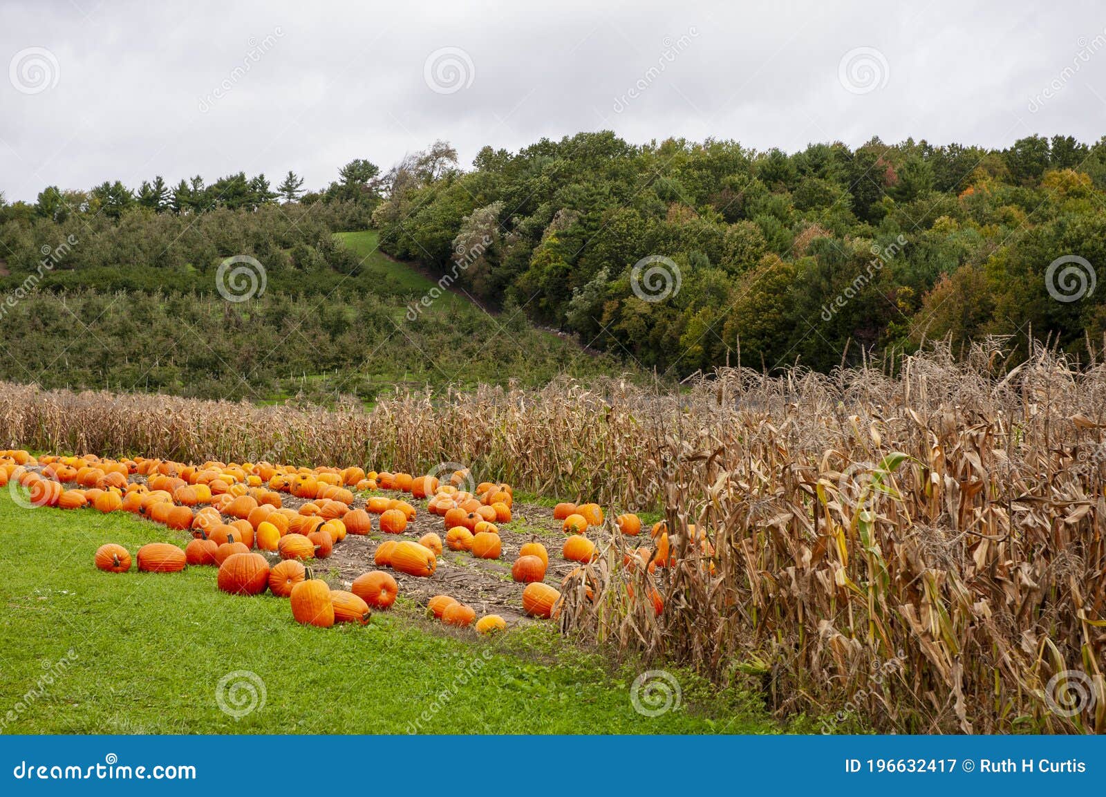Pumpkin Patch in the Field stock image. Image of colorful - 196632417