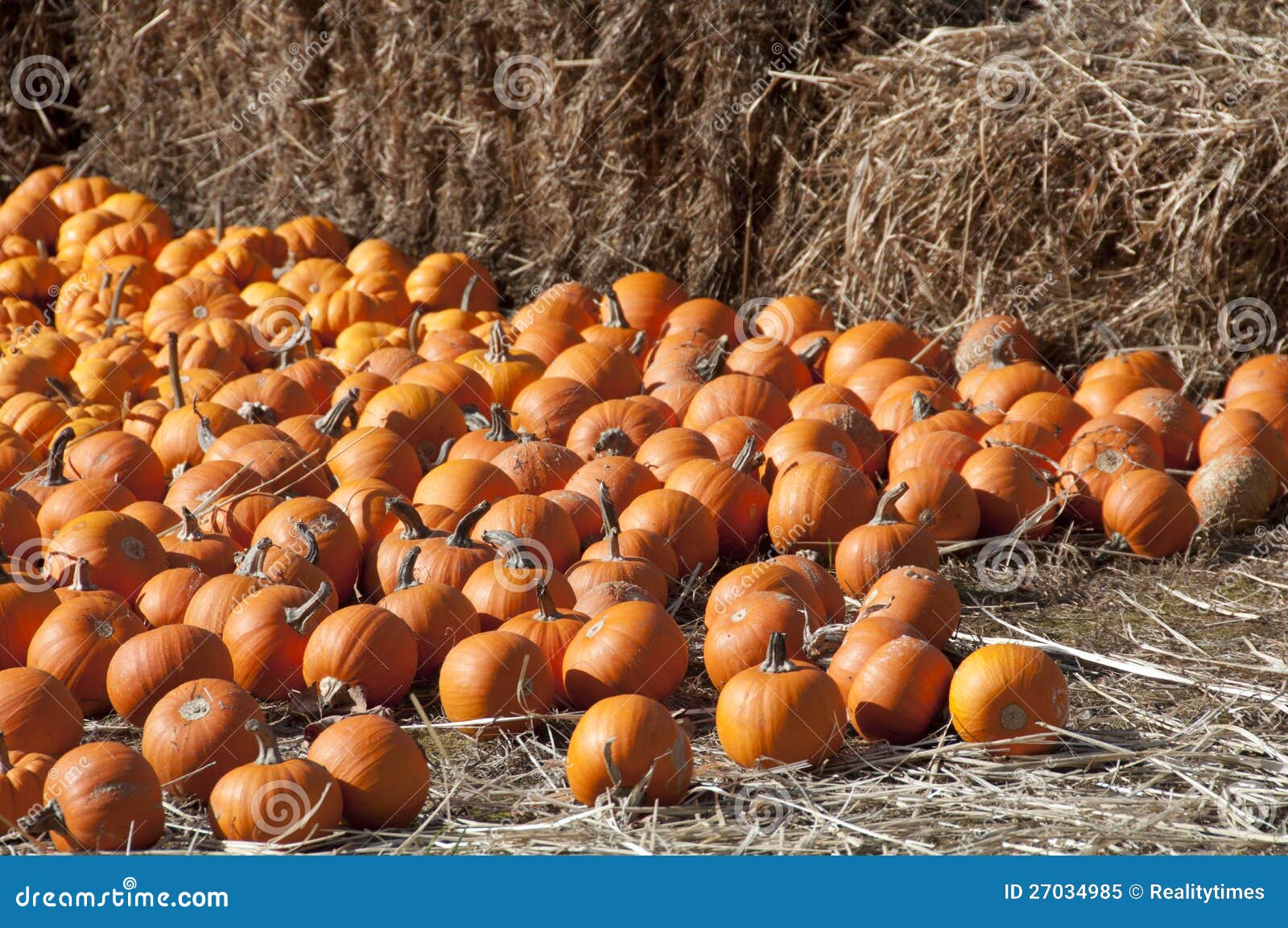 Pumpkin Patch & Hay Bales Stock Image - Image of orange, head: 27034985