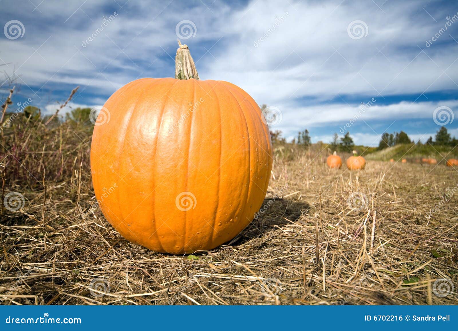 Pumpkin in patch landscape stock photo. Image of harvesting - 6702216