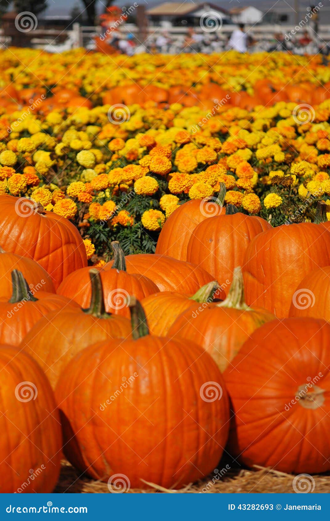 Pumpkin Patch with Marigolds Stock Image - Image of pumpkin, autumn ...